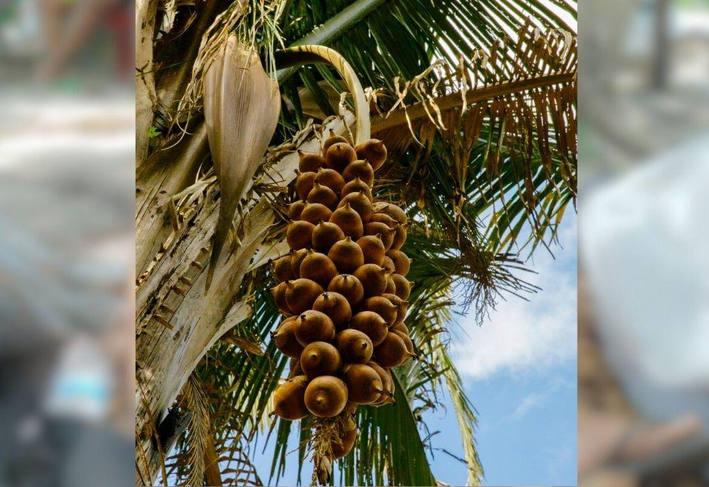 Expansão da soja e do milho ameaça sobrevivência de quebradeiras de ...