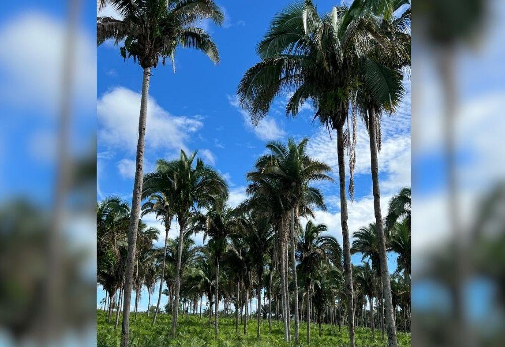 Expansão da soja e do milho ameaça sobrevivência de quebradeiras de ...